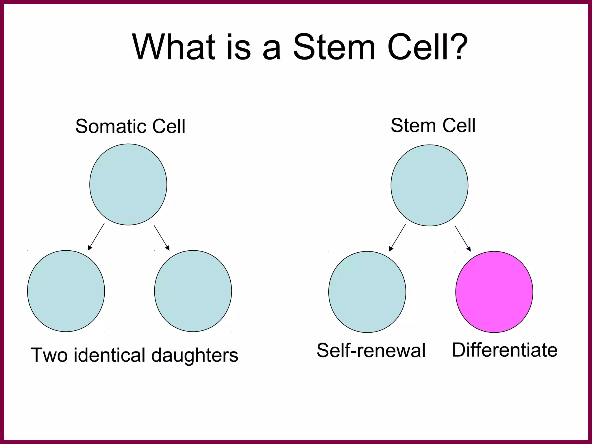 Understanding stem cell | PPT | Biological Sciences | Science