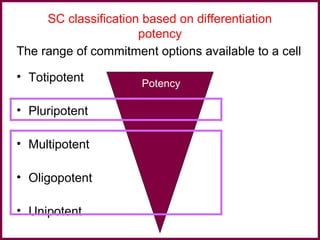 Understanding stem cell | PPT