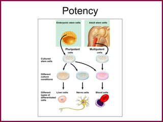 Understanding stem cell | PPT