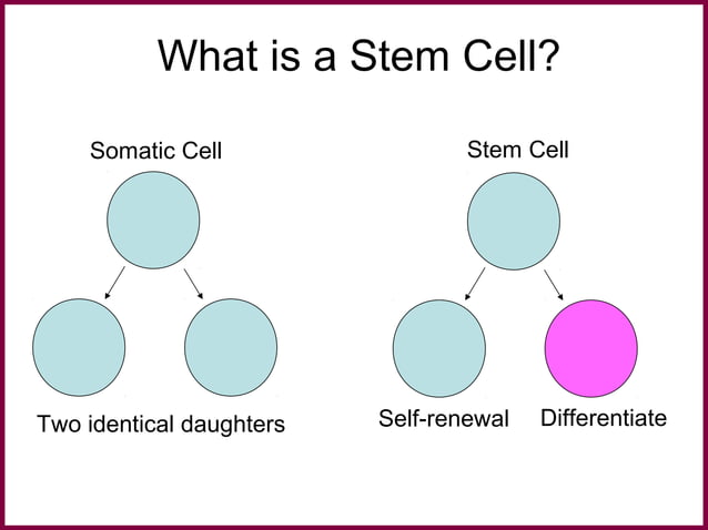Understanding stem cell | PPT | Biological Sciences | Science