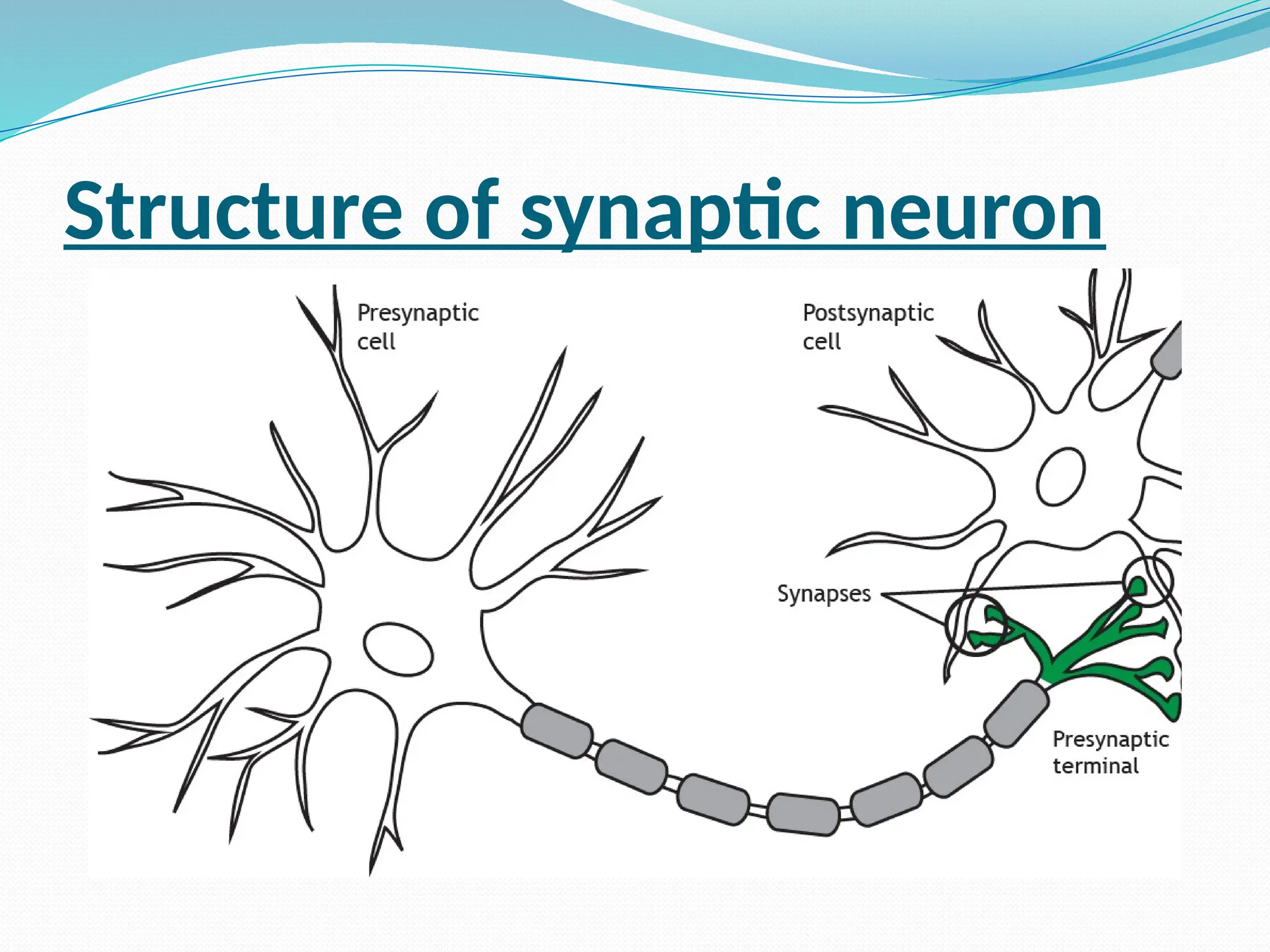 Understanding Synapses.pptx the building blocks of neuronal communication | PPT