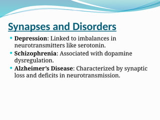 Understanding Synapses.pptx the building blocks of neuronal ...