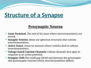 Understanding Synapses.pptx the building blocks of neuronal communication | PPT