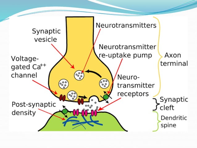 Understanding Synapses.pptx the building blocks of neuronal communication | PPT