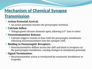 Understanding Synapses.pptx the building blocks of neuronal communication | PPT