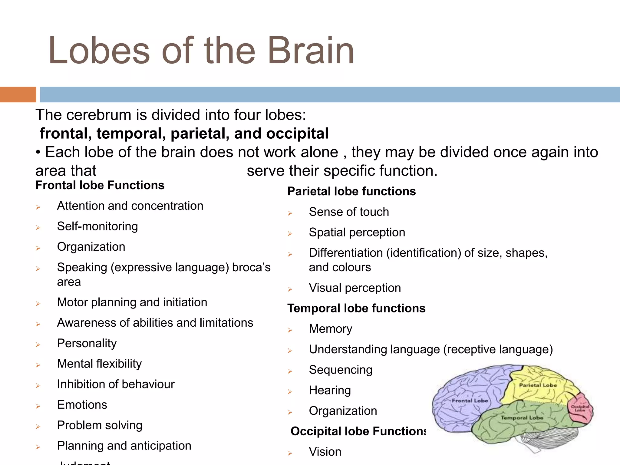 Understanding the Brain : The Neurobiology of Everyday Life Final ...