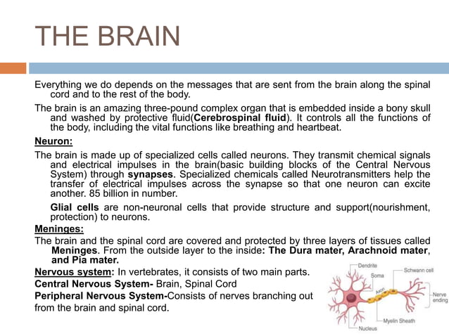 Understanding the Brain : The Neurobiology of Everyday Life Final ...