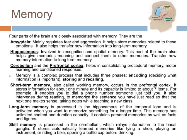 Understanding the Brain : The Neurobiology of Everyday Life Final ...