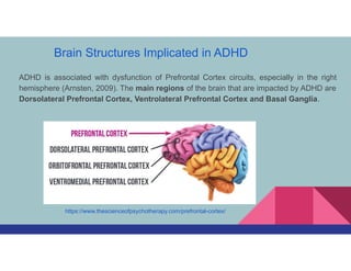 Understanding the Brain. Final Project - Marina Vedovato.pdf