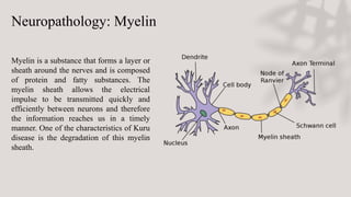 Understanding the Brain.pptx