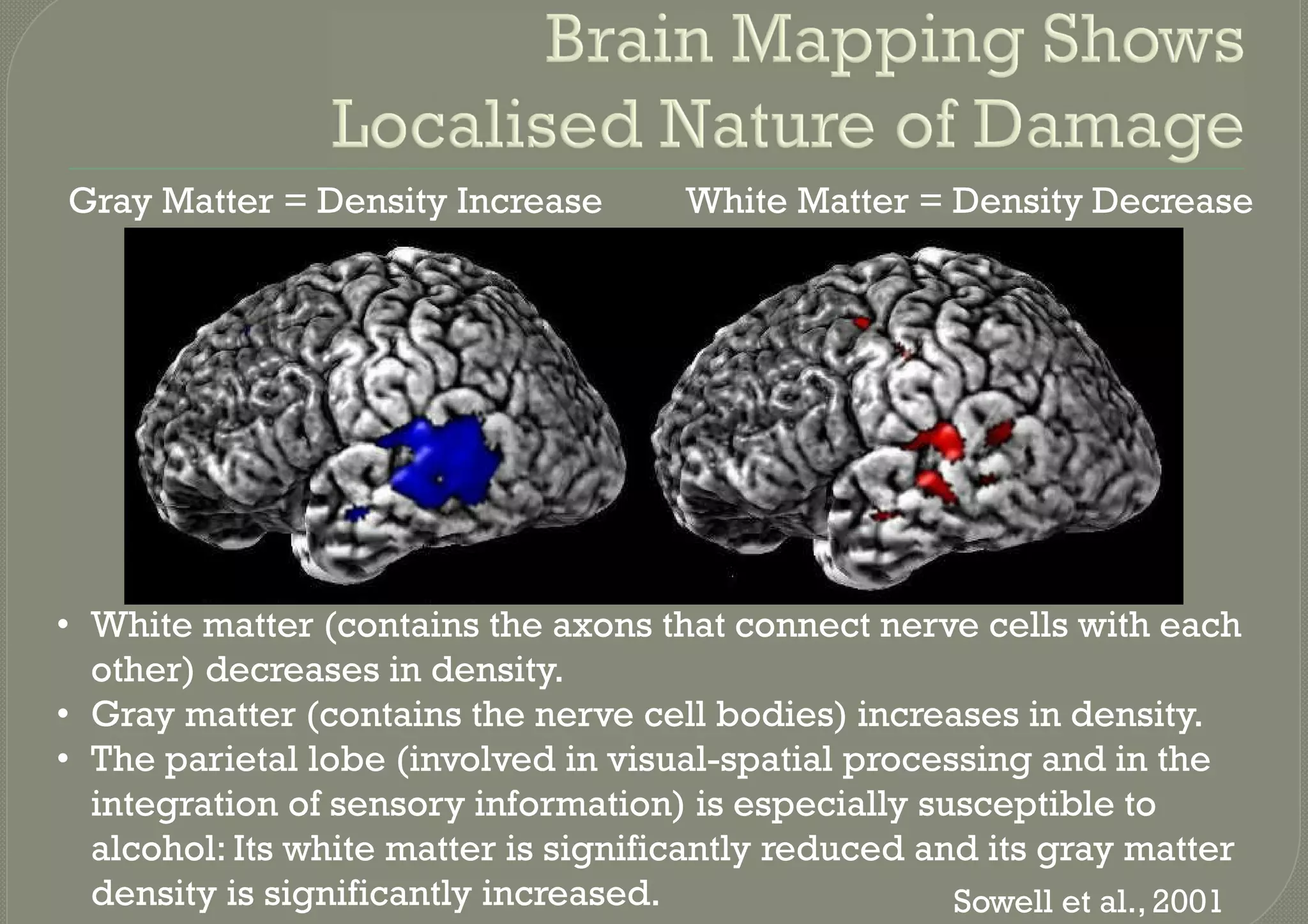 Understanding the brain final project - fas | PDF | Pregnancy ...