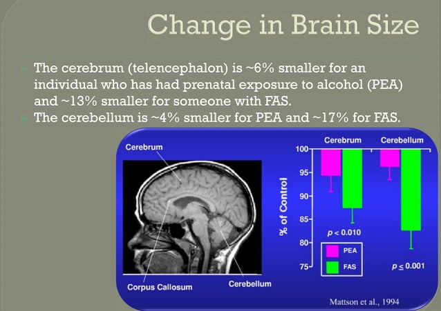 Understanding the brain final project - fas | PDF | Pregnancy ...