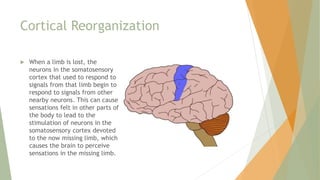 Understanding the Brain - Phantom Limb Syndrome.pptx