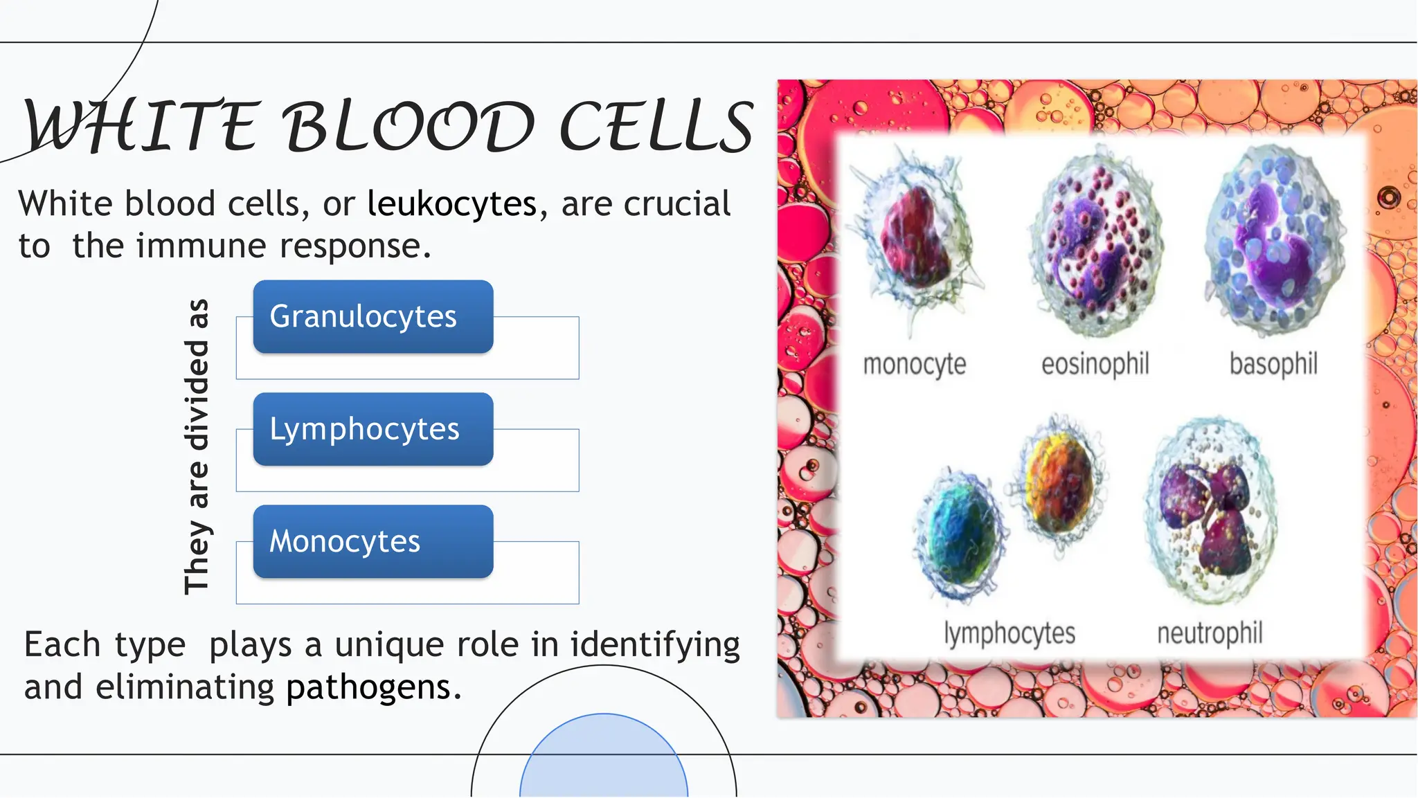 Understanding the cellular components of the immune system.pptx
