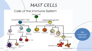 Understanding the cellular components of the immune system.pptx