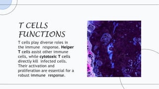 Understanding the cellular components of the immune system.pptx
