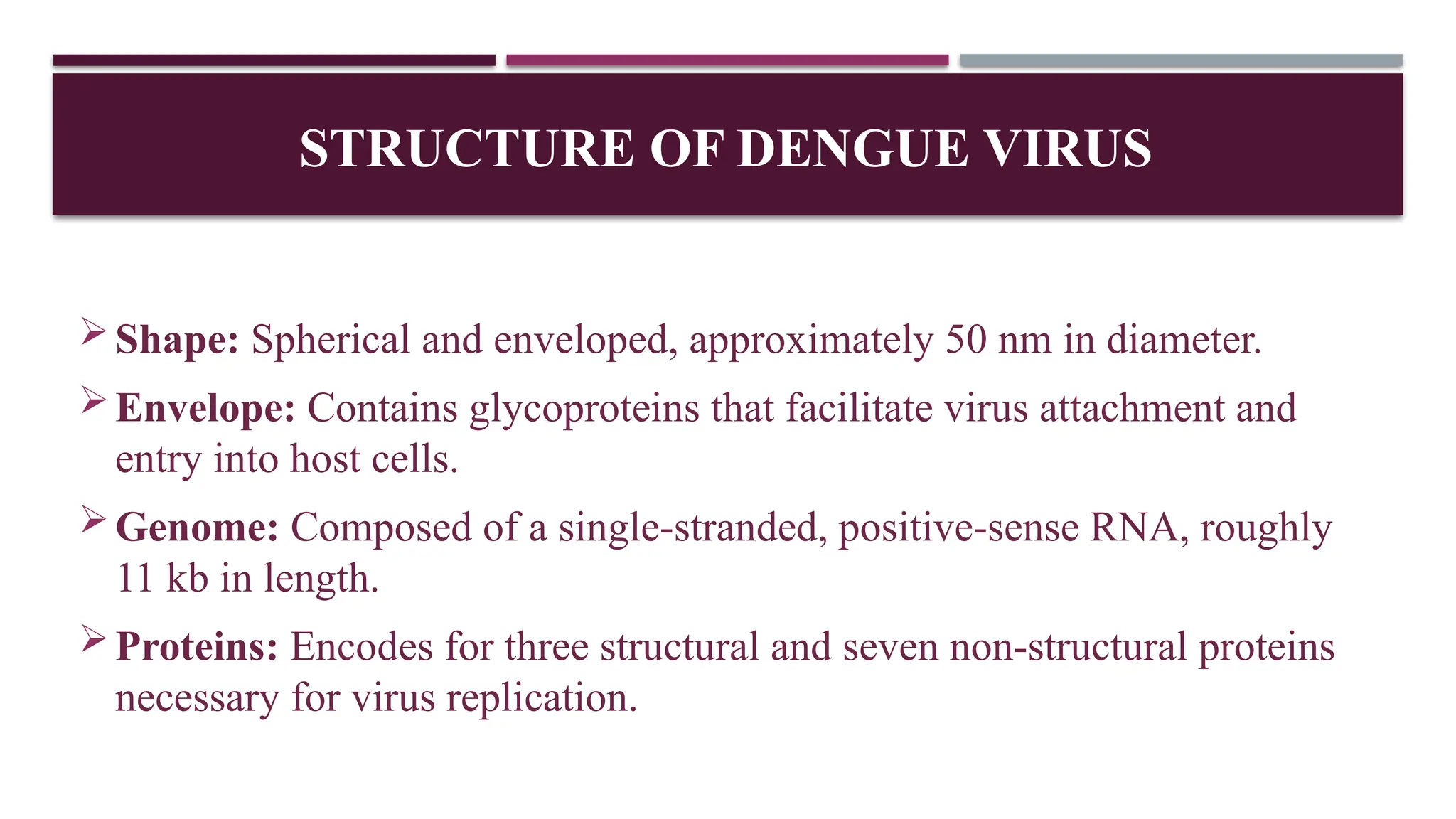 Understanding the Dengue Virus : Symptoms, Transmission, and Prevention. | PPT