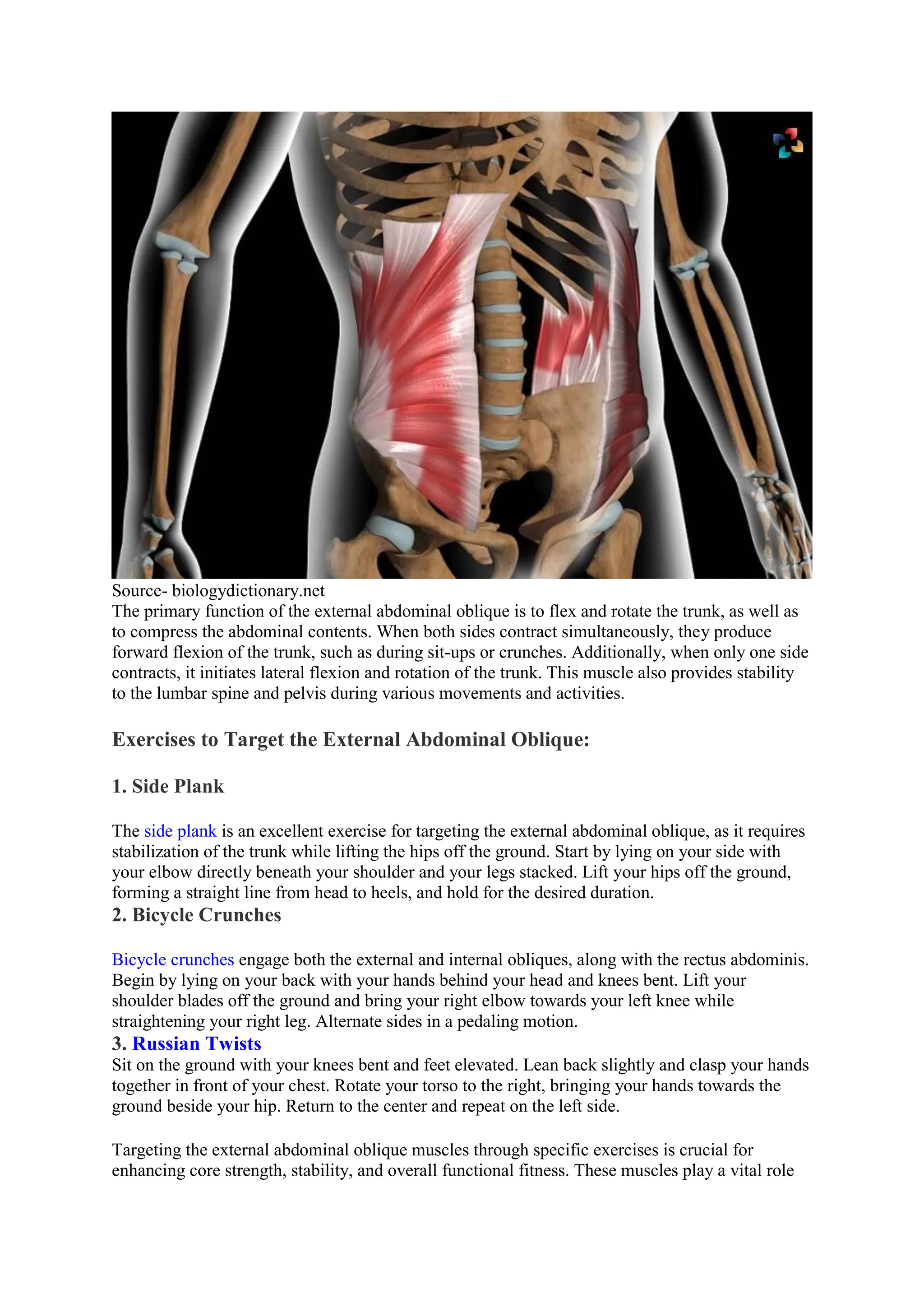 External Abdominal Oblique: Anatomy, Function, and Exercises | The ...