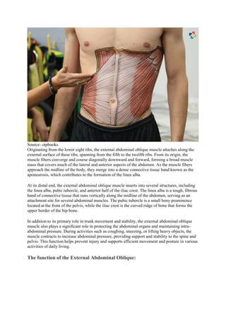 External Abdominal Oblique: Anatomy, Function, and Exercises | The ...