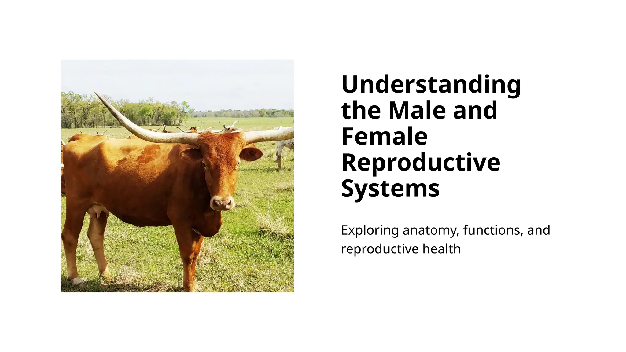 Understanding the Male and Female Reproductive Systems.pptx