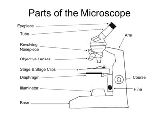 Understanding The Microscope | PPT