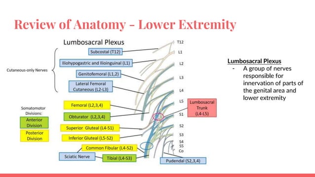 Understanding the Neurological and MSK Physical Exam.pptx