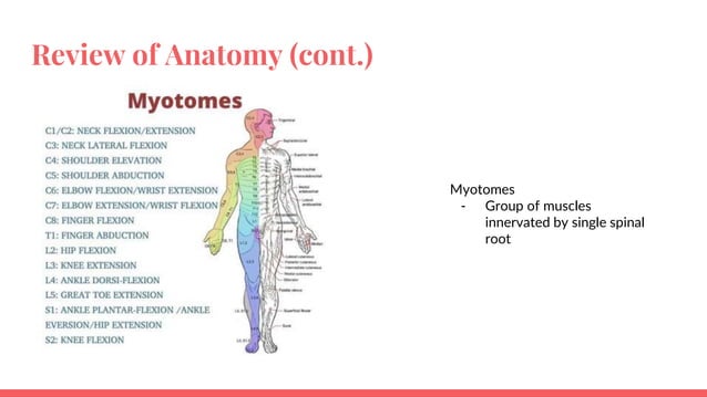 Understanding the Neurological and MSK Physical Exam.pptx