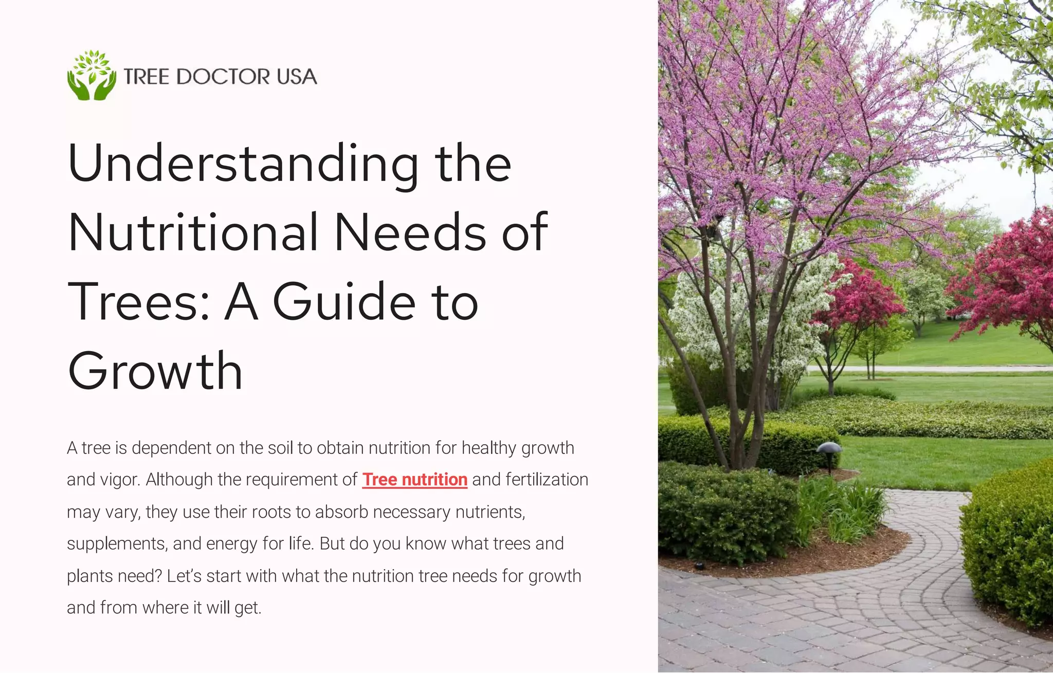 Understanding the Nutritional Needs of Trees A Guide to Growth ...