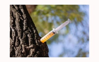 Understanding the Nutritional Needs of Trees A Guide to Growth ...