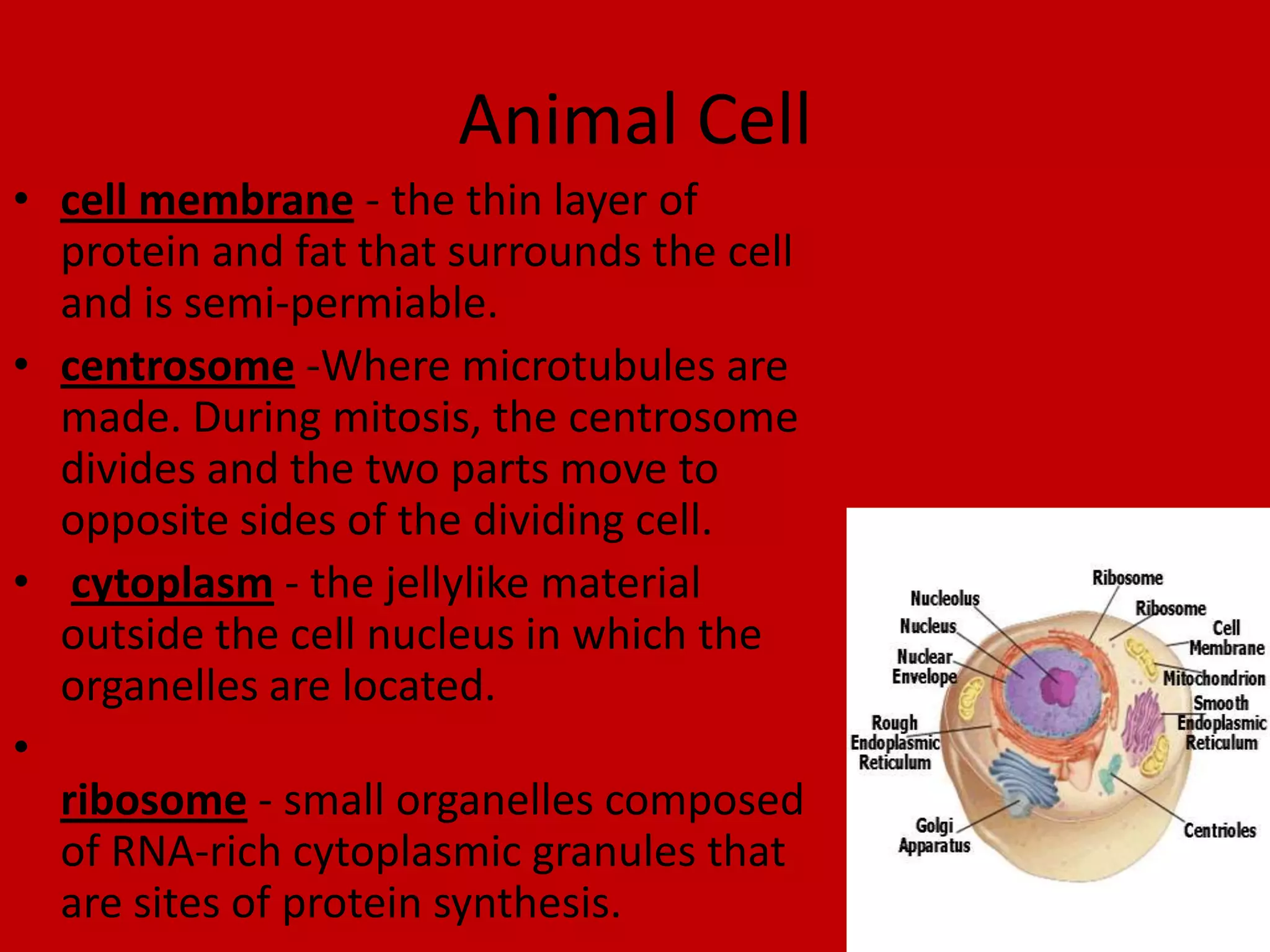 Understanding the prokaryote, plant and animal cell | PPT