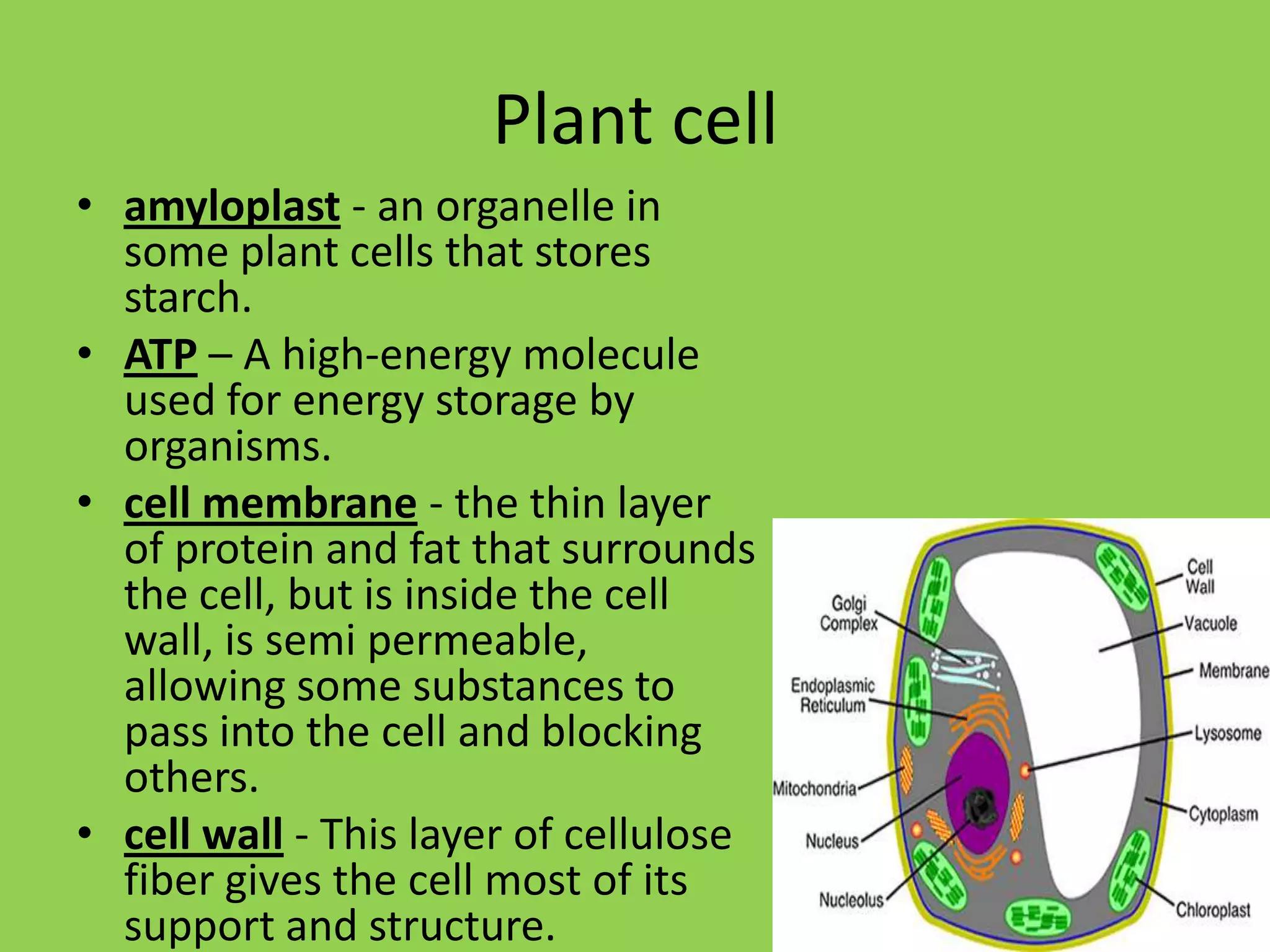 Understanding the prokaryote, plant and animal cell | PPT