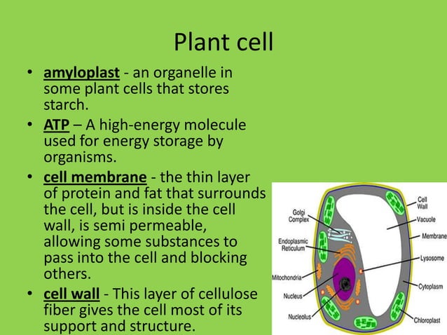 Understanding the prokaryote, plant and animal cell | PPT