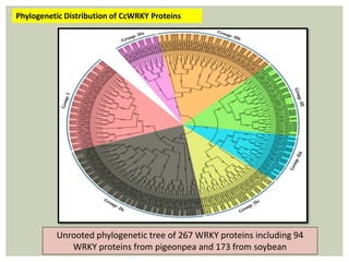 Understanding the role of the wrky gene family under stress in ...