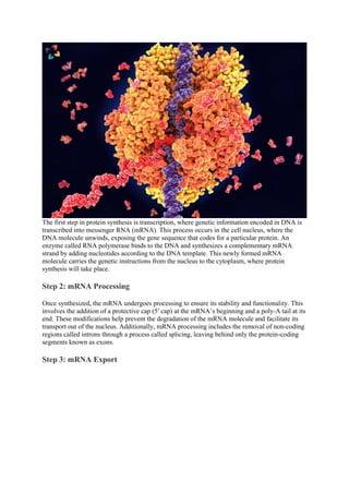 6 Important Steps for Protein Synthesis | The Lifesciences Magazine | PDF