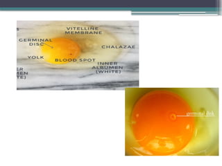 UNDERSTANDING THE STRUCTURE AND COMPOSITION OF EGG.pptx