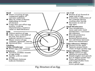 UNDERSTANDING THE STRUCTURE AND COMPOSITION OF EGG.pptx