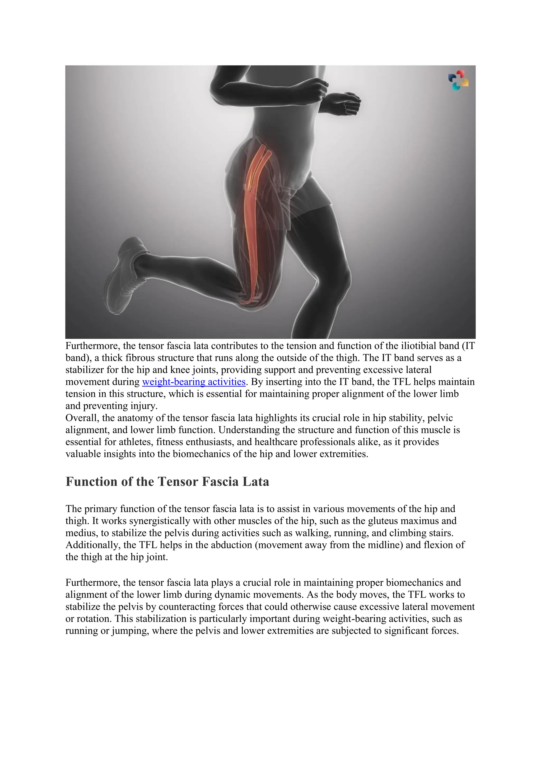 Tensor Fascia Lata Muscle: Anatomy, Function, and Exercises | The ...