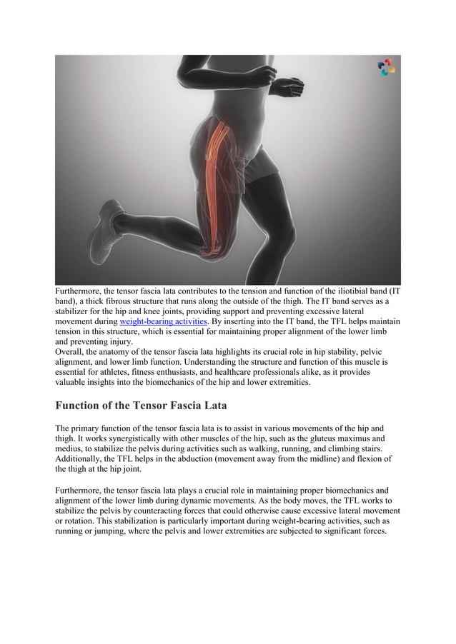 Tensor Fascia Lata Muscle: Anatomy, Function, and Exercises | The ...