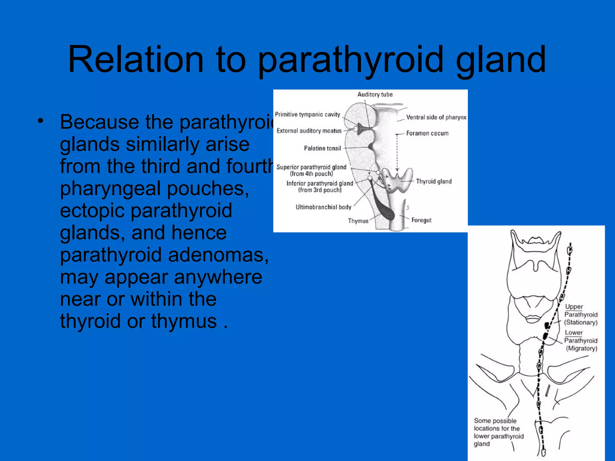 Understanding the thymus | PPT