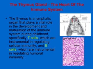 Understanding the thymus | PPT