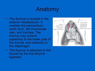 Thymus Anatomy