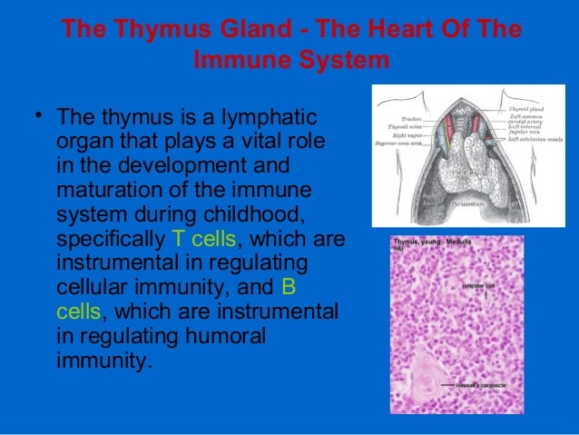 Thymus Purpose