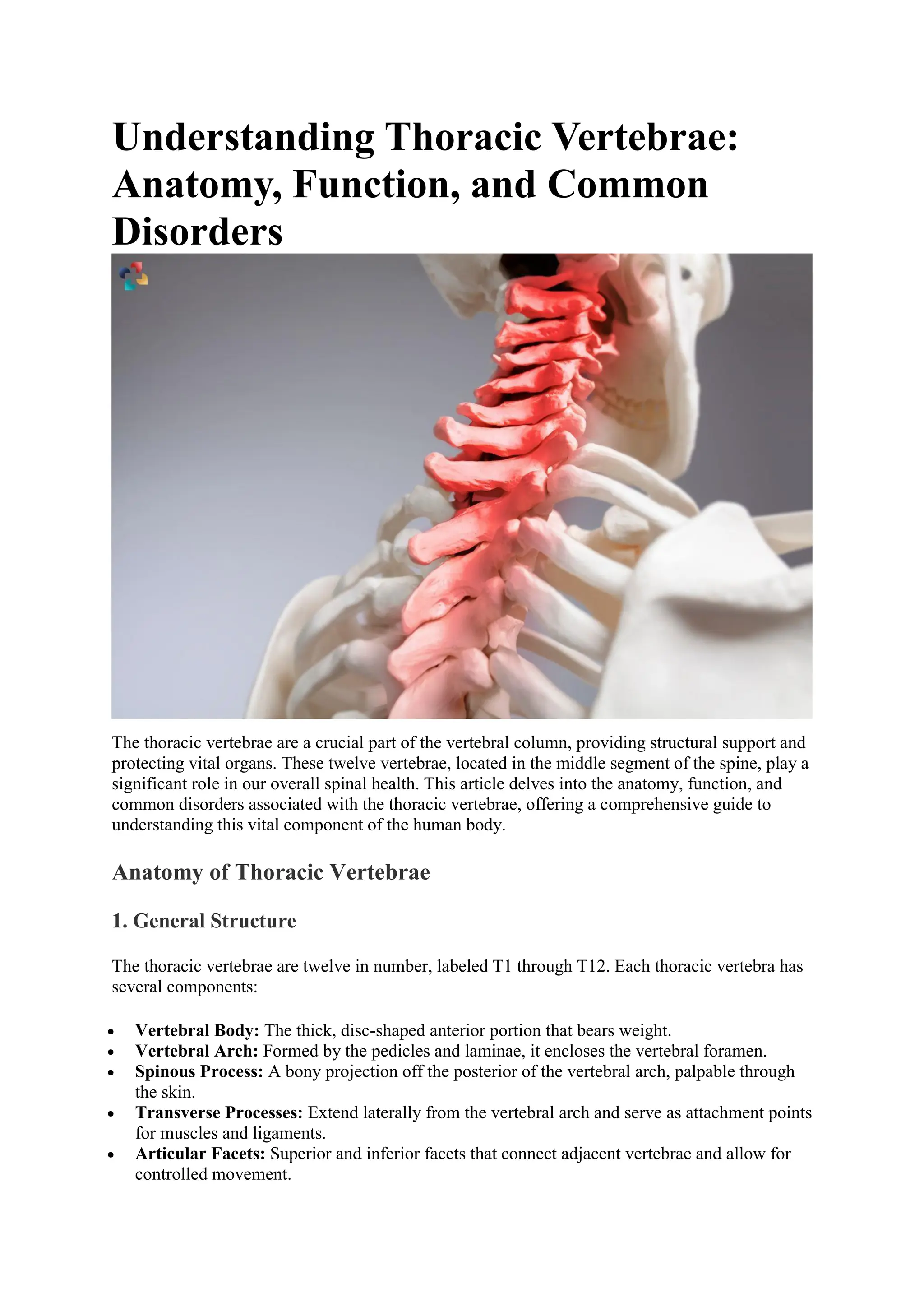Thoracic Vertebrae: Anatomy, Function, and Common Disorders | The ...