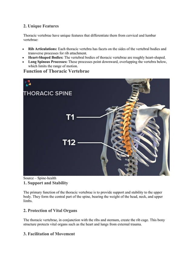 Thoracic Vertebrae: Anatomy, Function, and Common Disorders | The ...