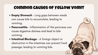 Understanding Yellow Vomit in Dogs Causes and Remedies.pdf