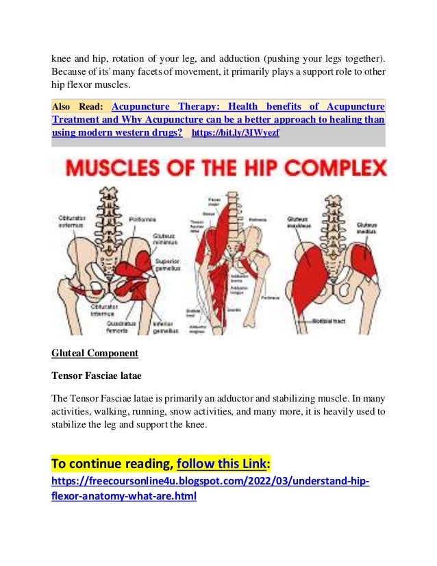 Understand the hip flexor anatomy! what are the uses of hip flexors and ...
