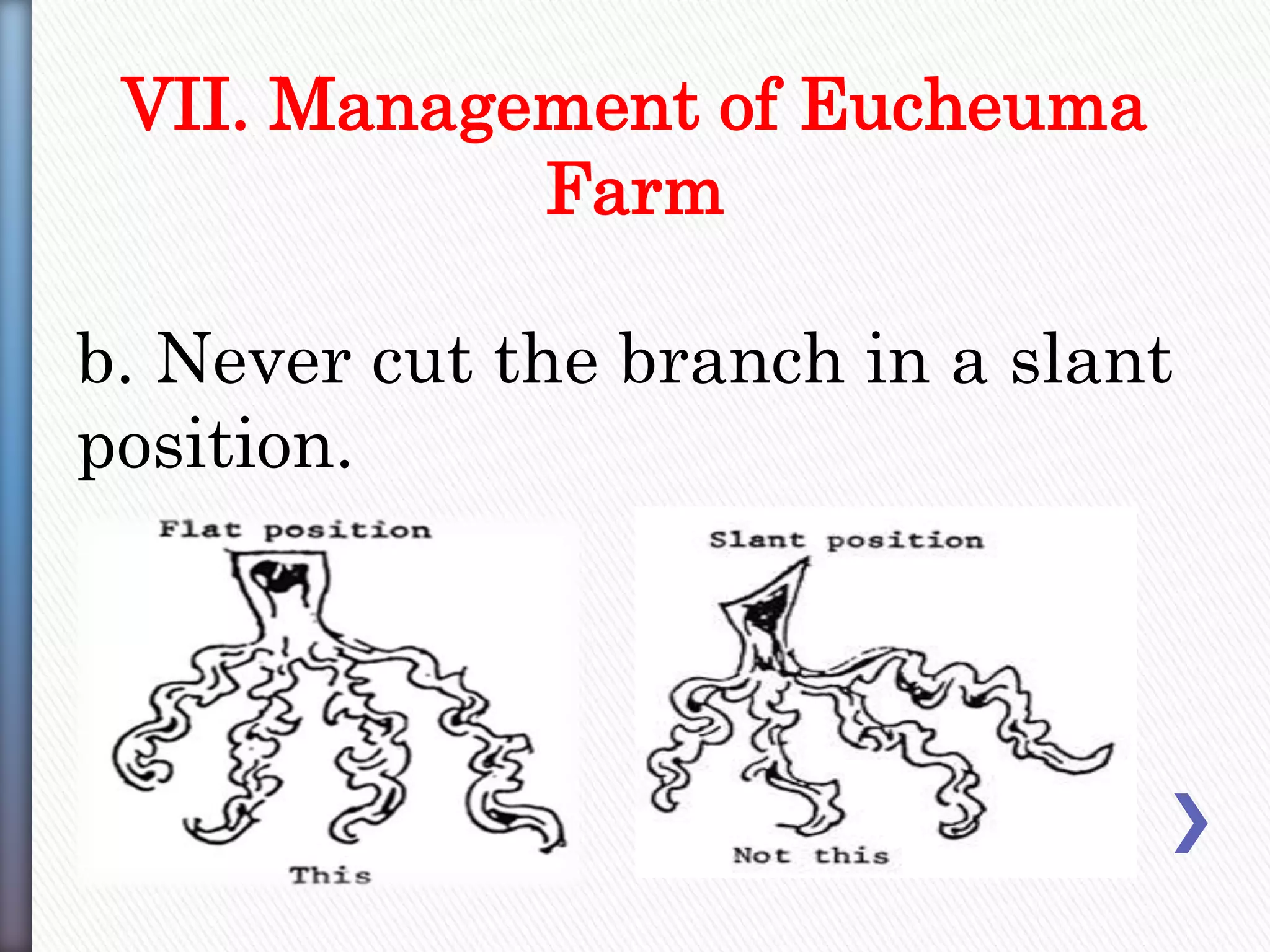 Seaweed Faming | PPTX