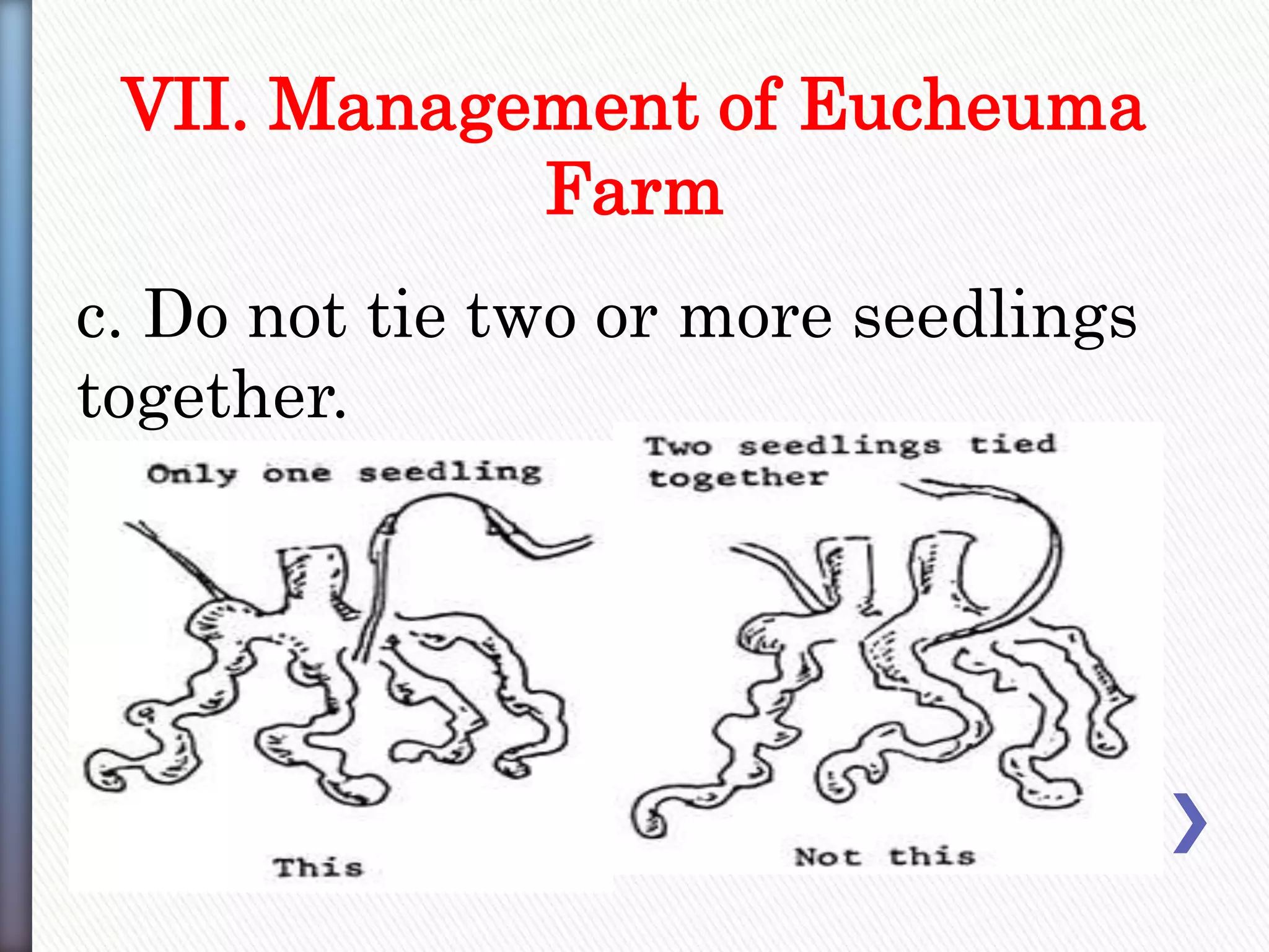 Seaweed Faming | PPTX