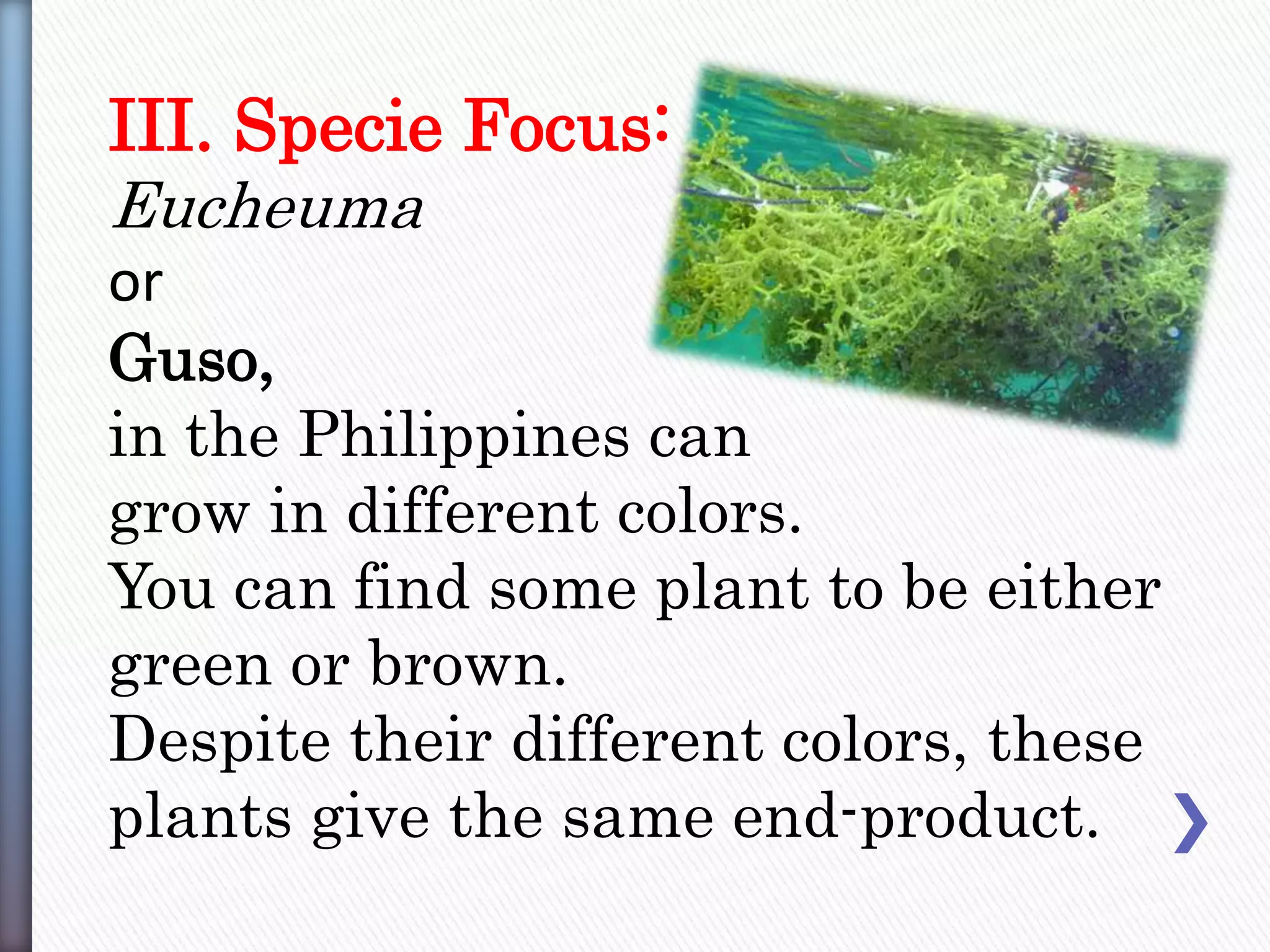 Seaweed Faming | PPTX