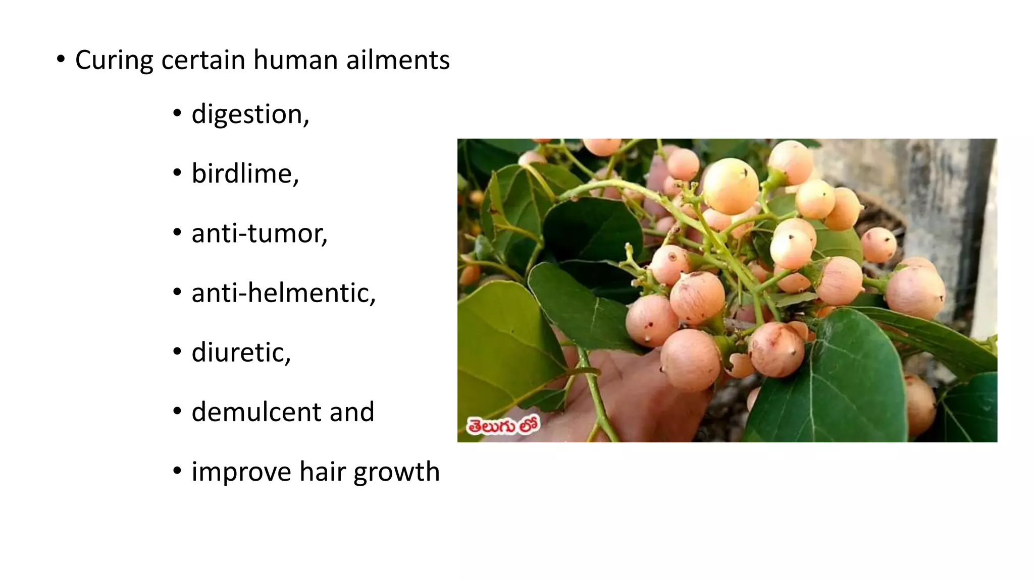 UNDERUTILIZED FRUIT CROPS & ITS MEDICINAL PROPERTIES .pptx